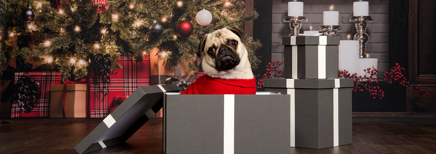5 expert tips for holiday pet photography - JCPenney Portraits